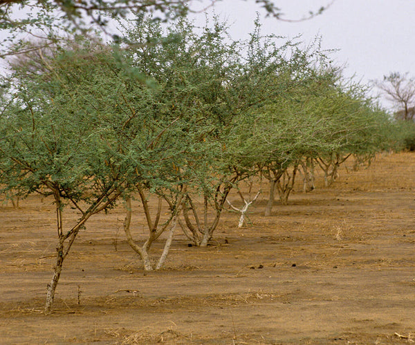 Acacia Herb – The Natural Alternative