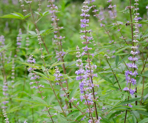 Chaste Tree Herb – The Natural Alternative